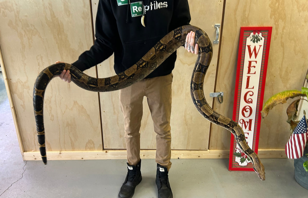 Adult Columbian Red-Tailed Boa Constrictor (Male) – Scales and Tails of ...