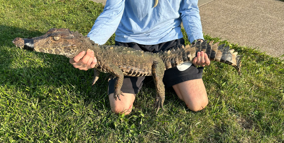 Adult Smooth-Fronted Caiman (Male) – Scales and Tails of Ohio