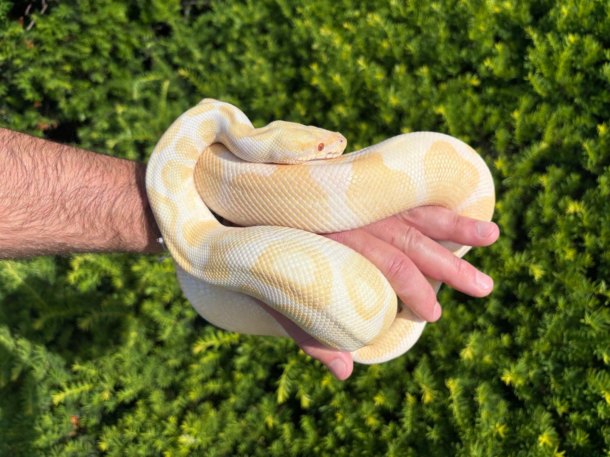 Adult Albino Ball Python (Male) – Scales and Tails of Ohio