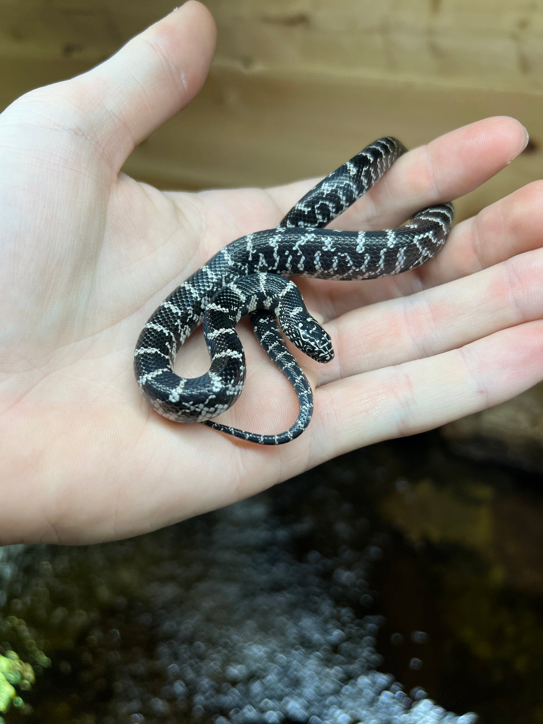 Kingsnakes and Milksnakes – Scales and Tails of Ohio
