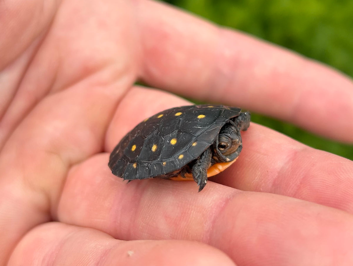 Baby Spotted Turtle (2) – Scales and Tails of Ohio