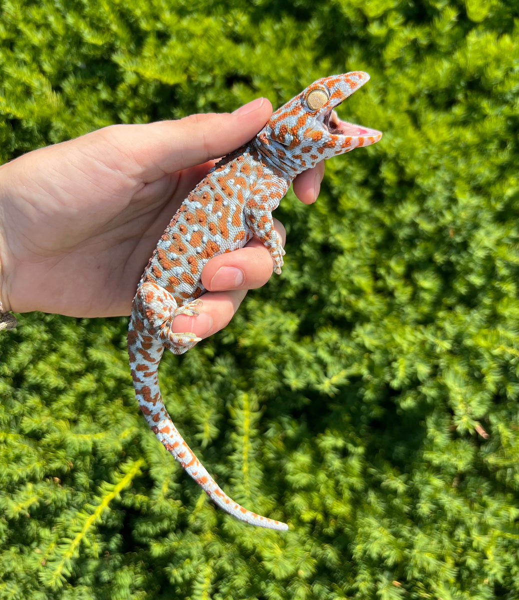 1.1 Adult Tokay Gecko (Pair 1) – Scales and Tails of Ohio