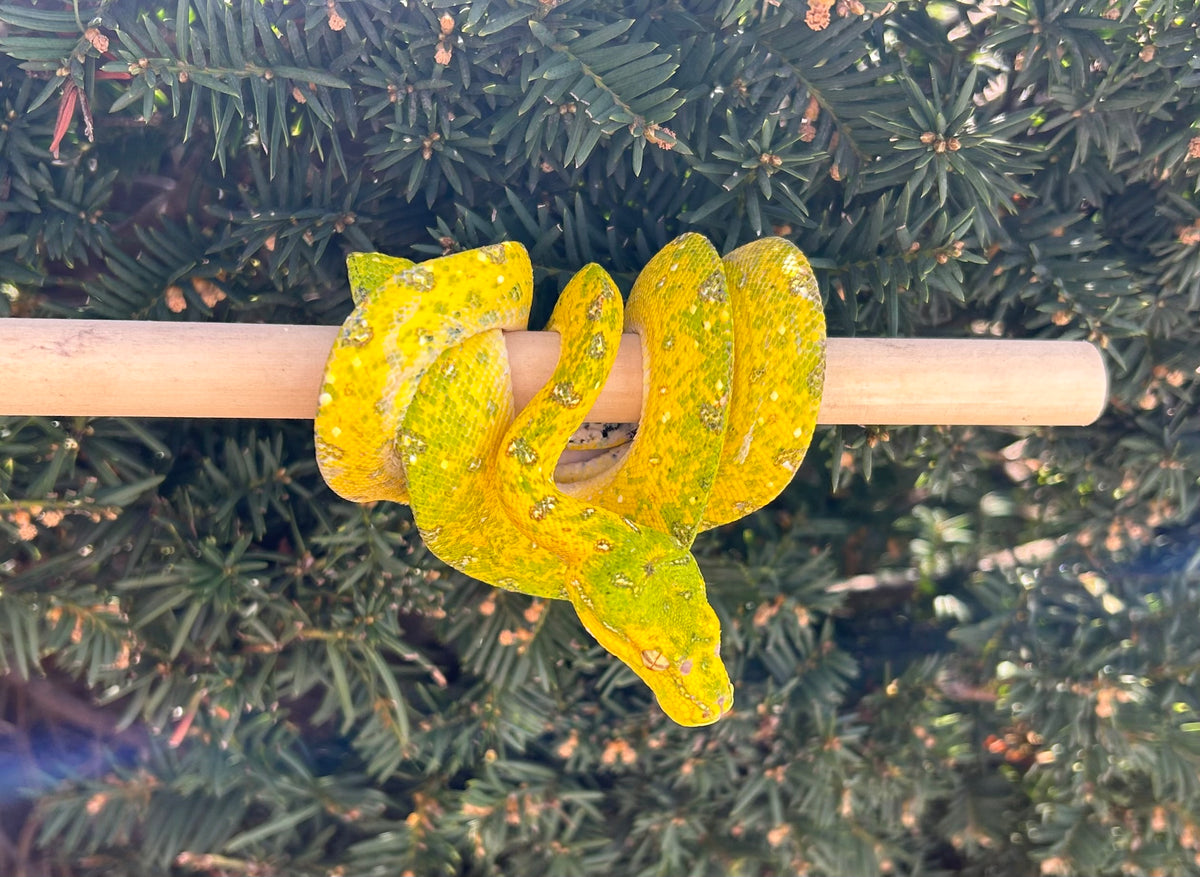 Baby Biak Green Tree Python (6) – Scales and Tails of Ohio