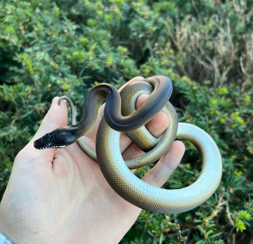 Pythons – Scales and Tails of Ohio