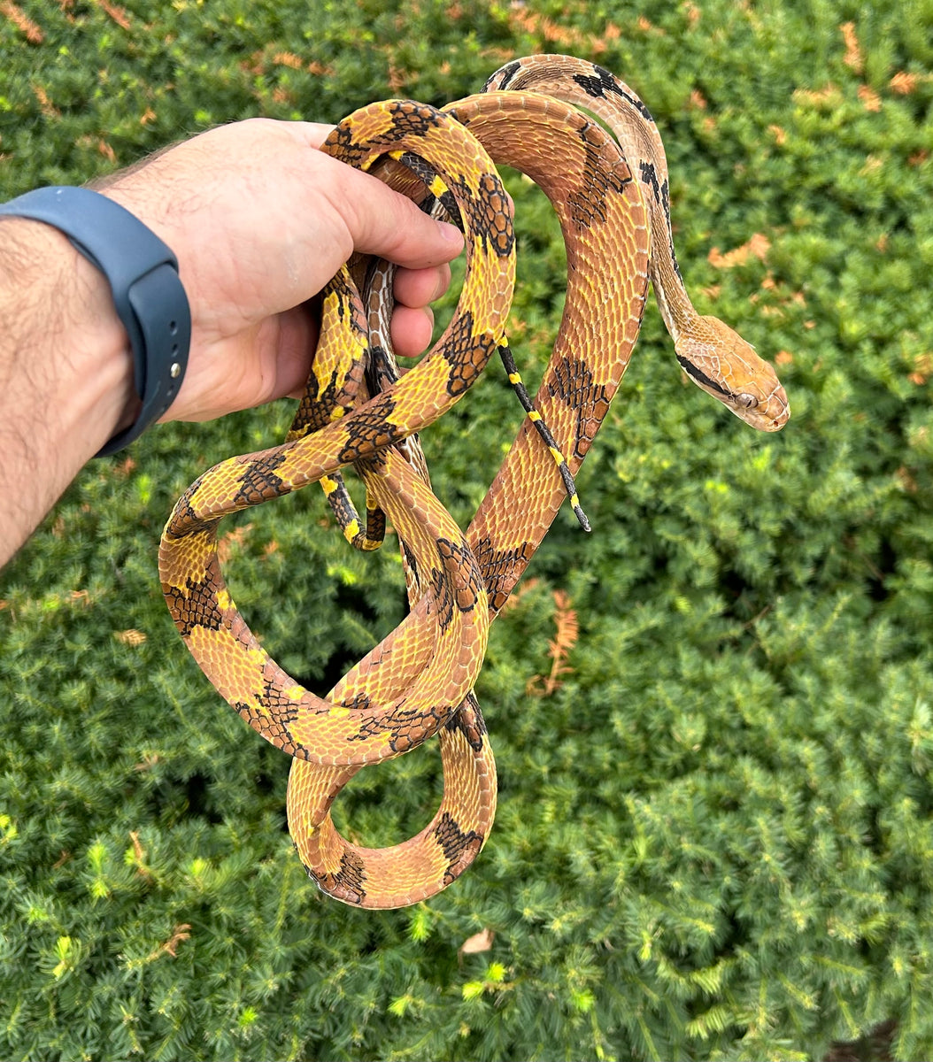 Adult Malaysian Dog-Toothed Cat Snake (Male 1) – Scales and Tails of Ohio