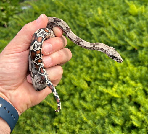 Boas – Scales and Tails of Ohio