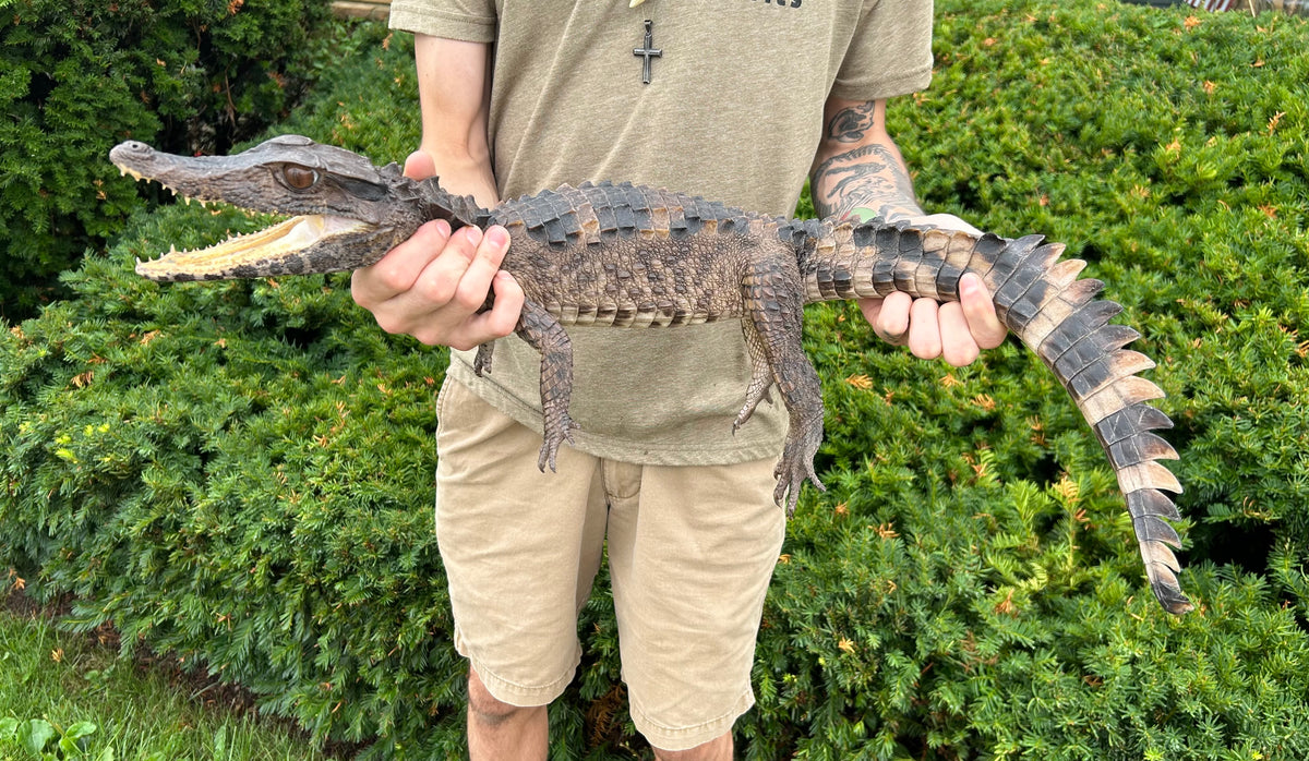 Sub-Adult Smooth-Fronted Caiman (1) – Scales and Tails of Ohio
