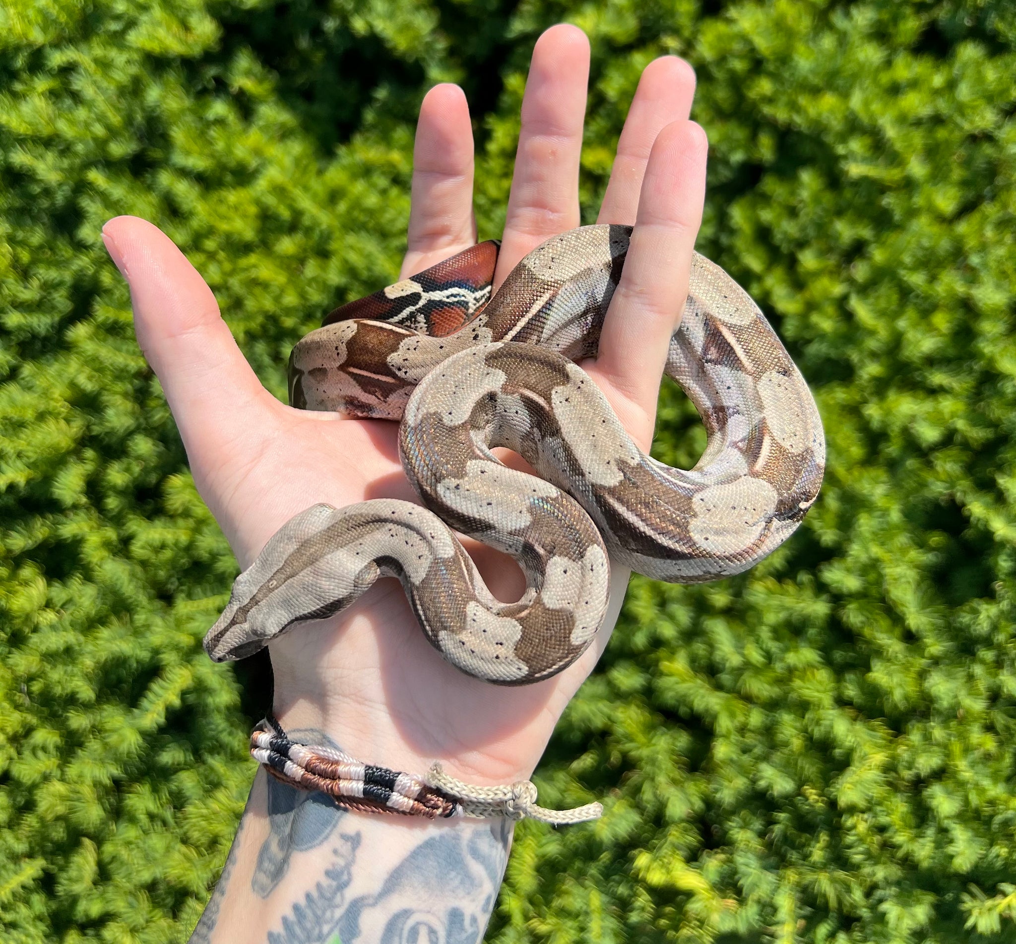 Boas – Page 4 – Scales and Tails of Ohio