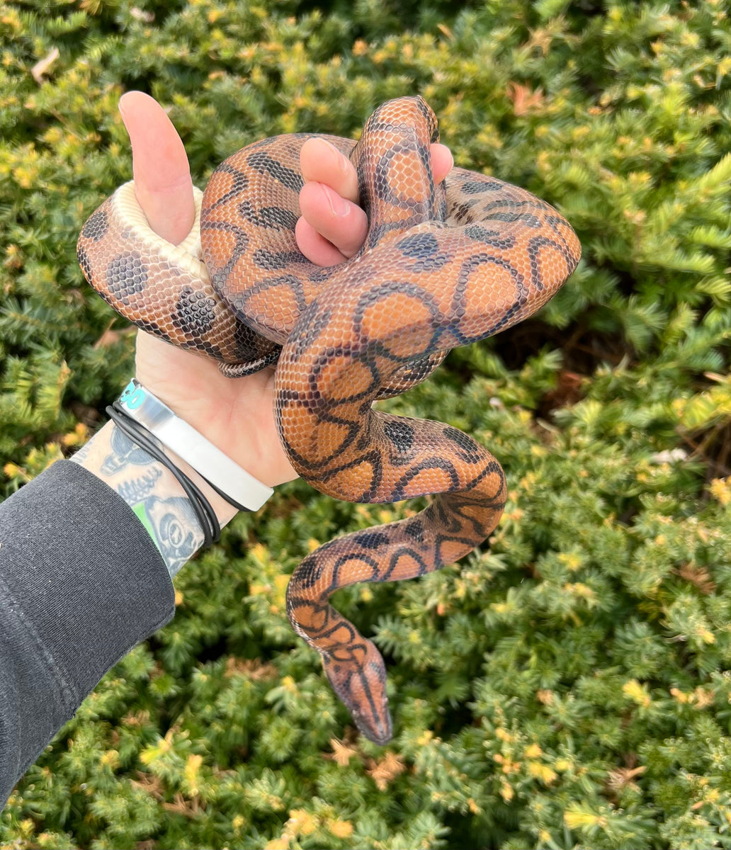 Adult Brazilian Rainbow Boa (Female 1) – Scales and Tails of Ohio