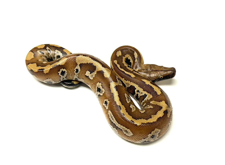 Pythons – Scales and Tails of Ohio