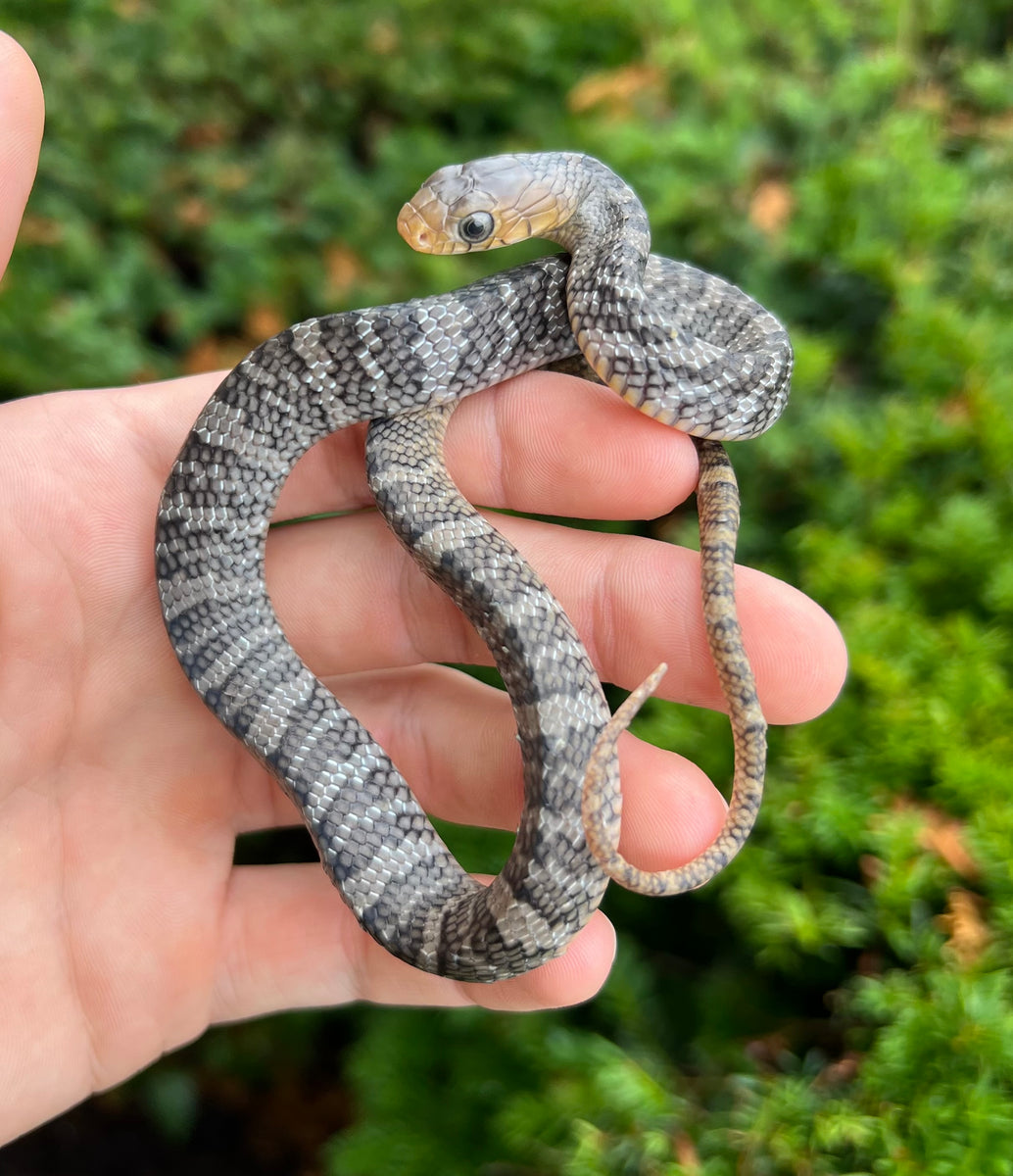 Baby Yellow-Tailed Cribo (Female 2) – Scales and Tails of Ohio
