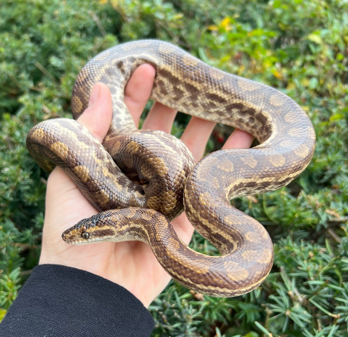 Juvenile Columbian Raimbow Boa (Male) – Scales and Tails of Ohio