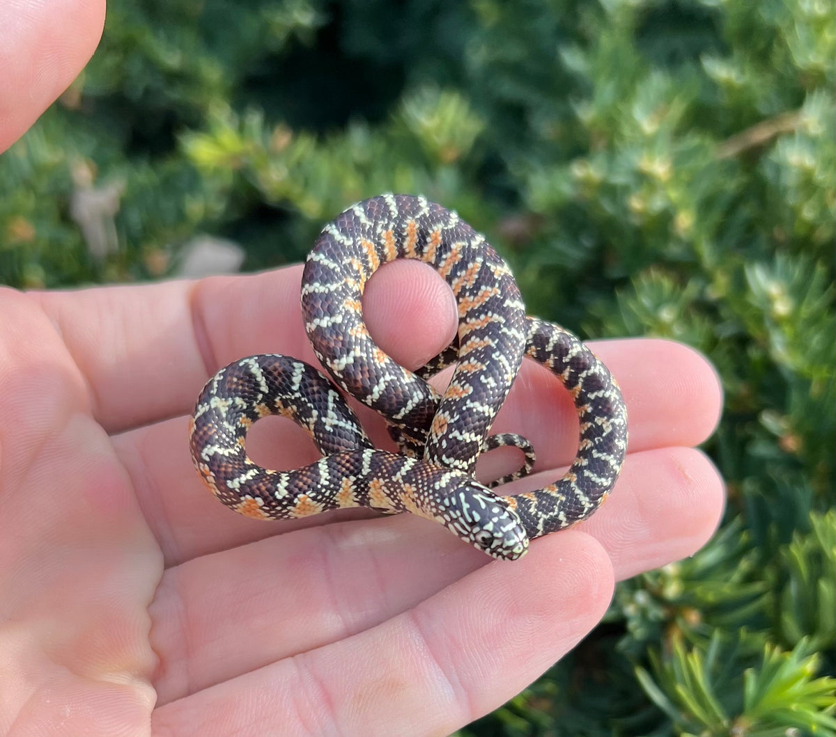 Baby Brook’s Kingsnake – Scales and Tails of Ohio