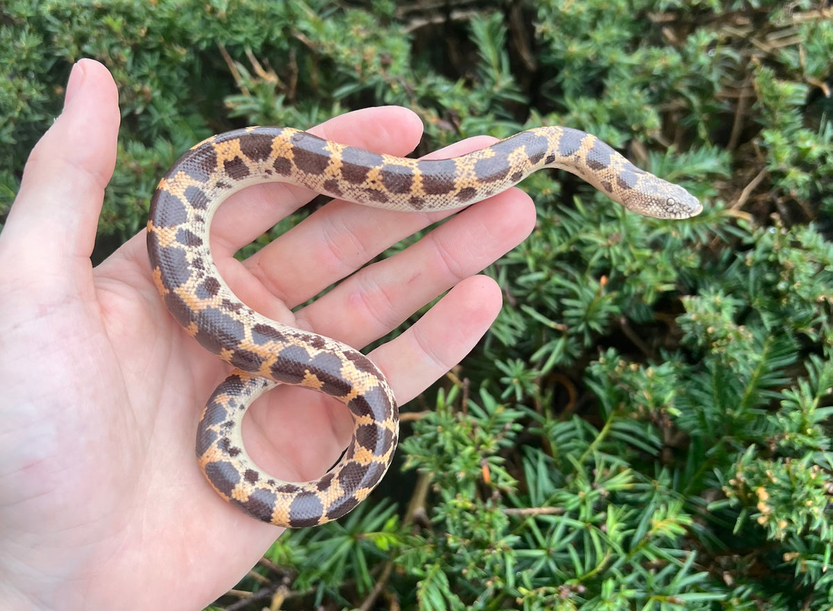 Adult Saharan Sand Boa (Male 1) – Scales and Tails of Ohio