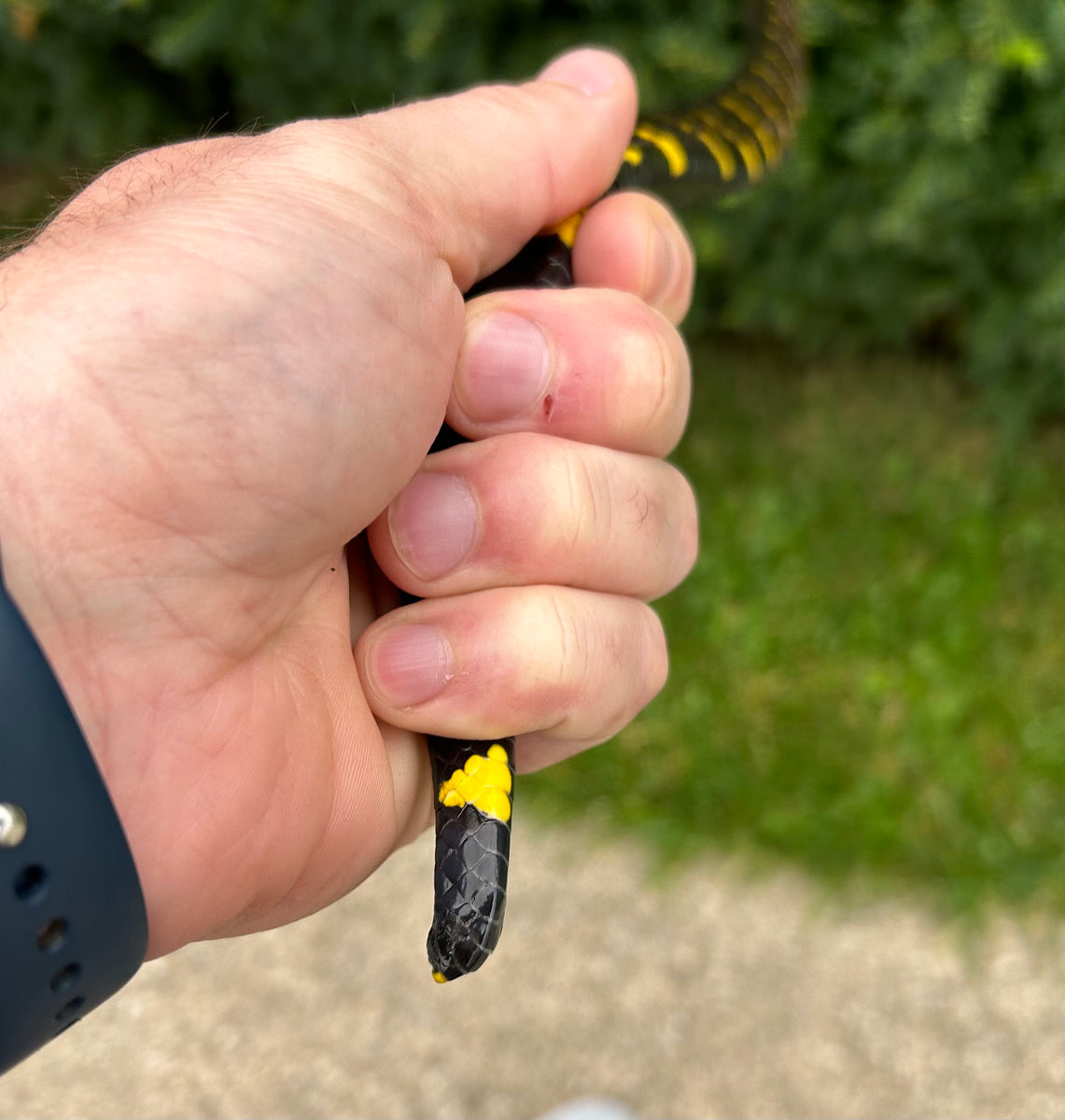Adult Malaysian Mangrove Snake (Male 1) – Scales and Tails of Ohio