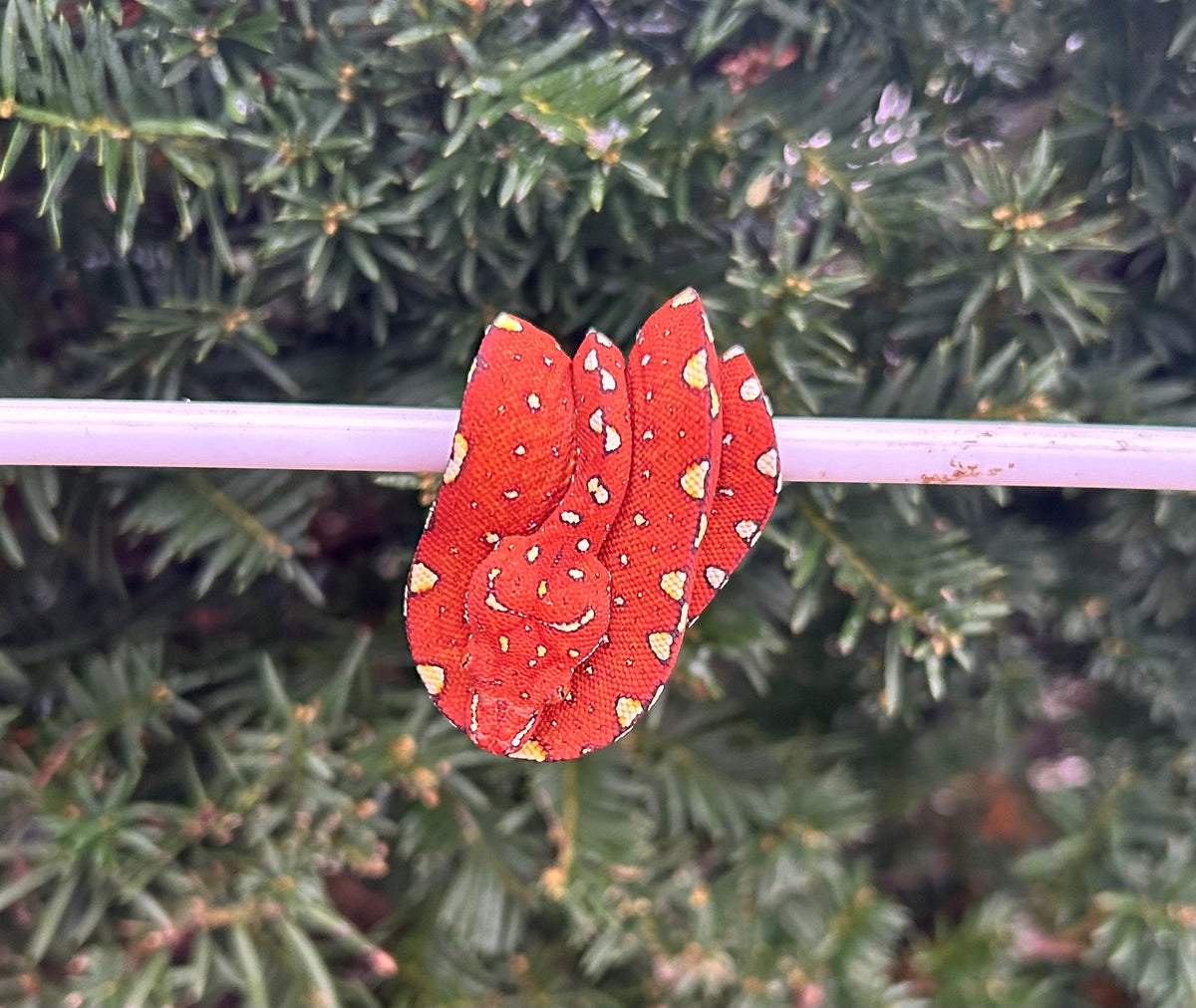 Baby Red/Maroon Biak Green Tree Python (2) – Scales and Tails of Ohio