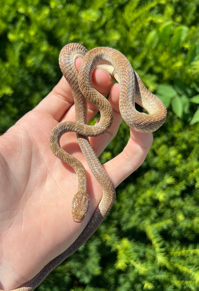 Sub-Adult Egyptian Cat Snake (Male) – Scales and Tails of Ohio