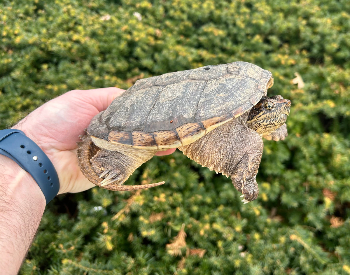 7” Florida Snapping Turtle – Scales and Tails of Ohio