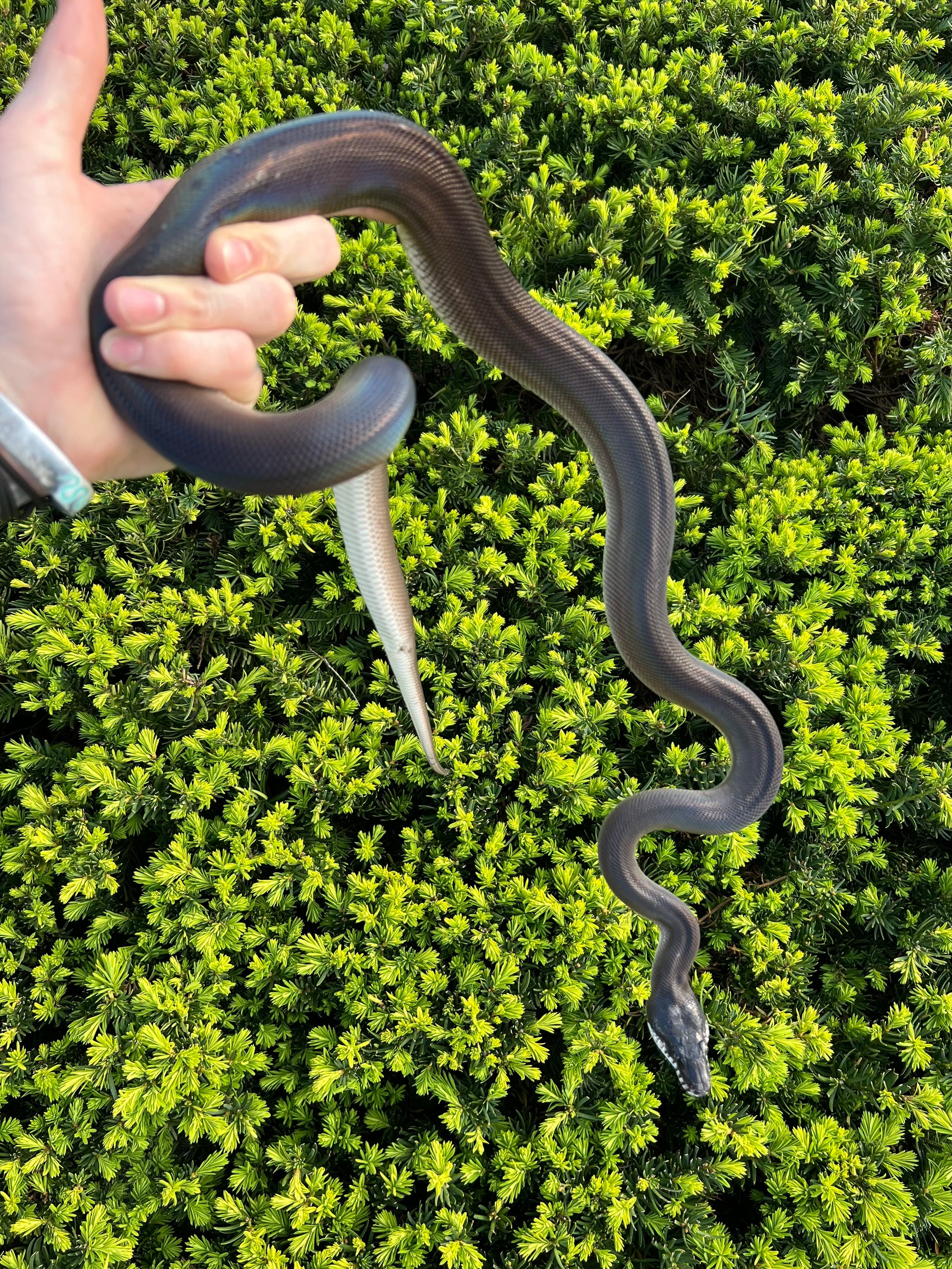 Pythons – Scales and Tails of Ohio