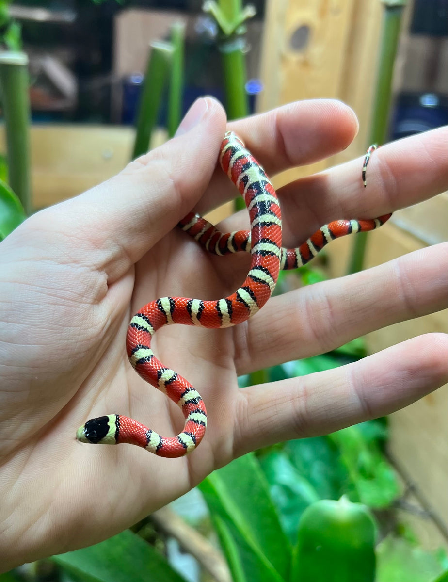 Baby Arizona Mountain Kingsnake (Male 1) – Scales and Tails of Ohio