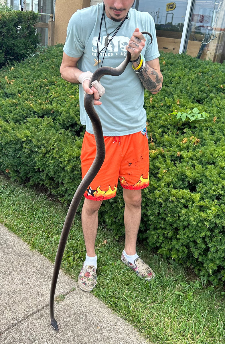 Adult Southern Black White-Lipped Python (Male 2) – Scales and Tails of ...