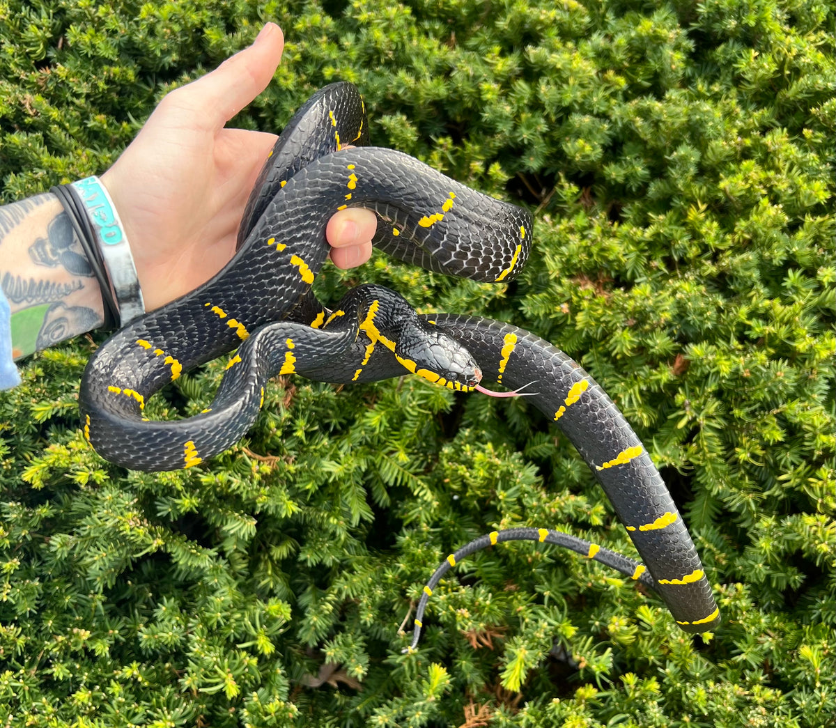 Adult Malaysian Mangrove Snake (Female 1) – Scales and Tails of Ohio