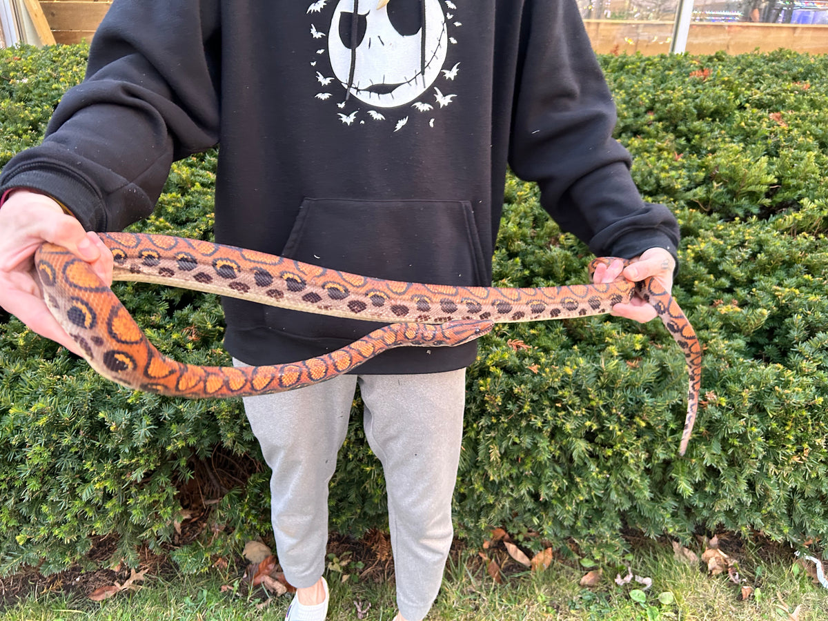 Adult Brazilian Rainbow Boa (Female 1) – Scales and Tails of Ohio