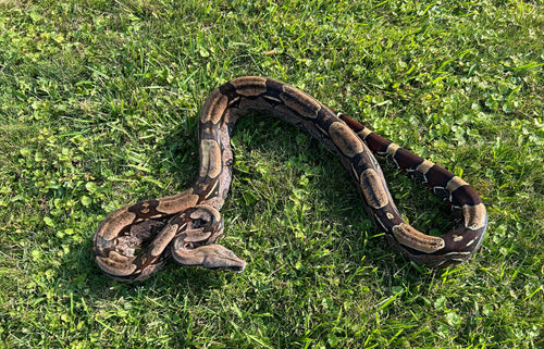 Boas – Scales and Tails of Ohio