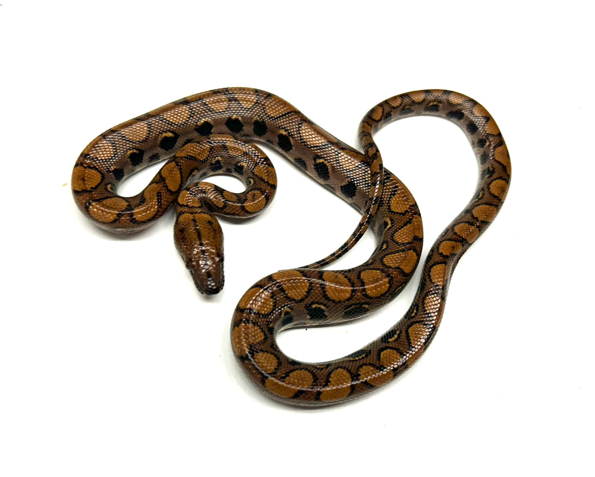 Yearling Brazilian Rainbow Boa (Female 1) – Scales and Tails of Ohio