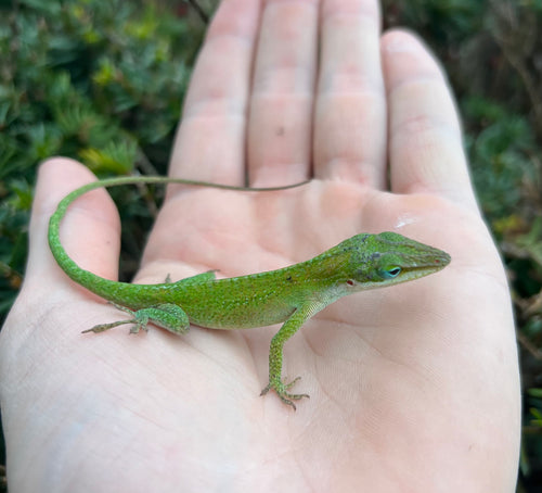 Other Lizards – Scales and Tails of Ohio