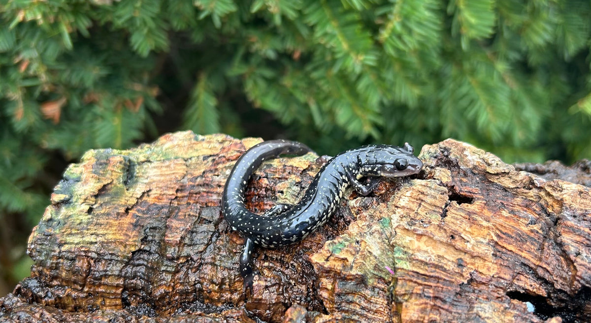Northern Slimy Salamander – Scales and Tails of Ohio