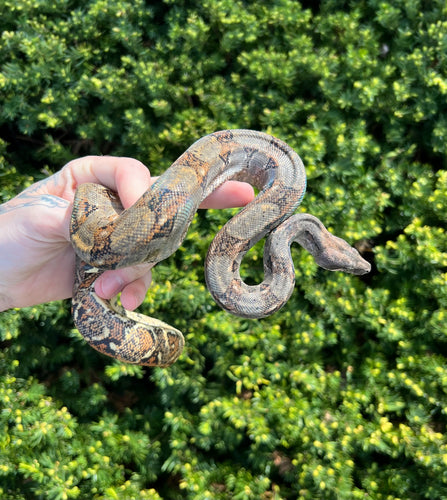 Boas – Page 2 – Scales and Tails of Ohio