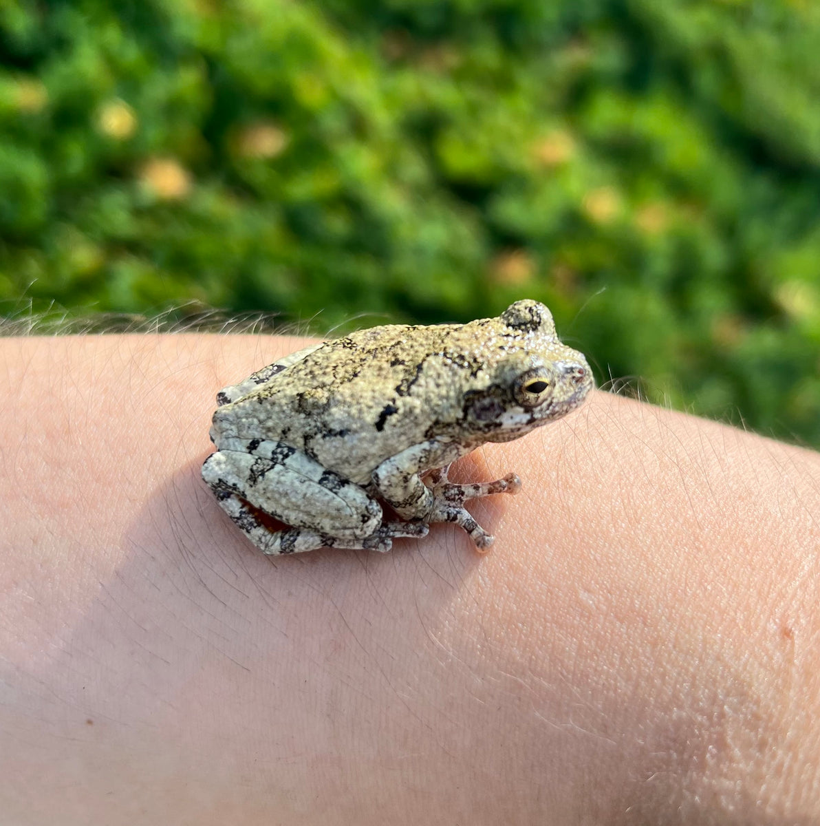 Gray Tree Frog – Scales and Tails of Ohio