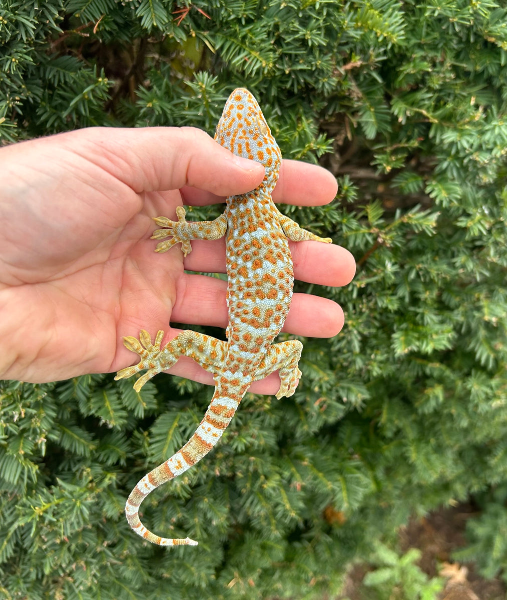Adult Tokay Gecko (Female) – Scales and Tails of Ohio