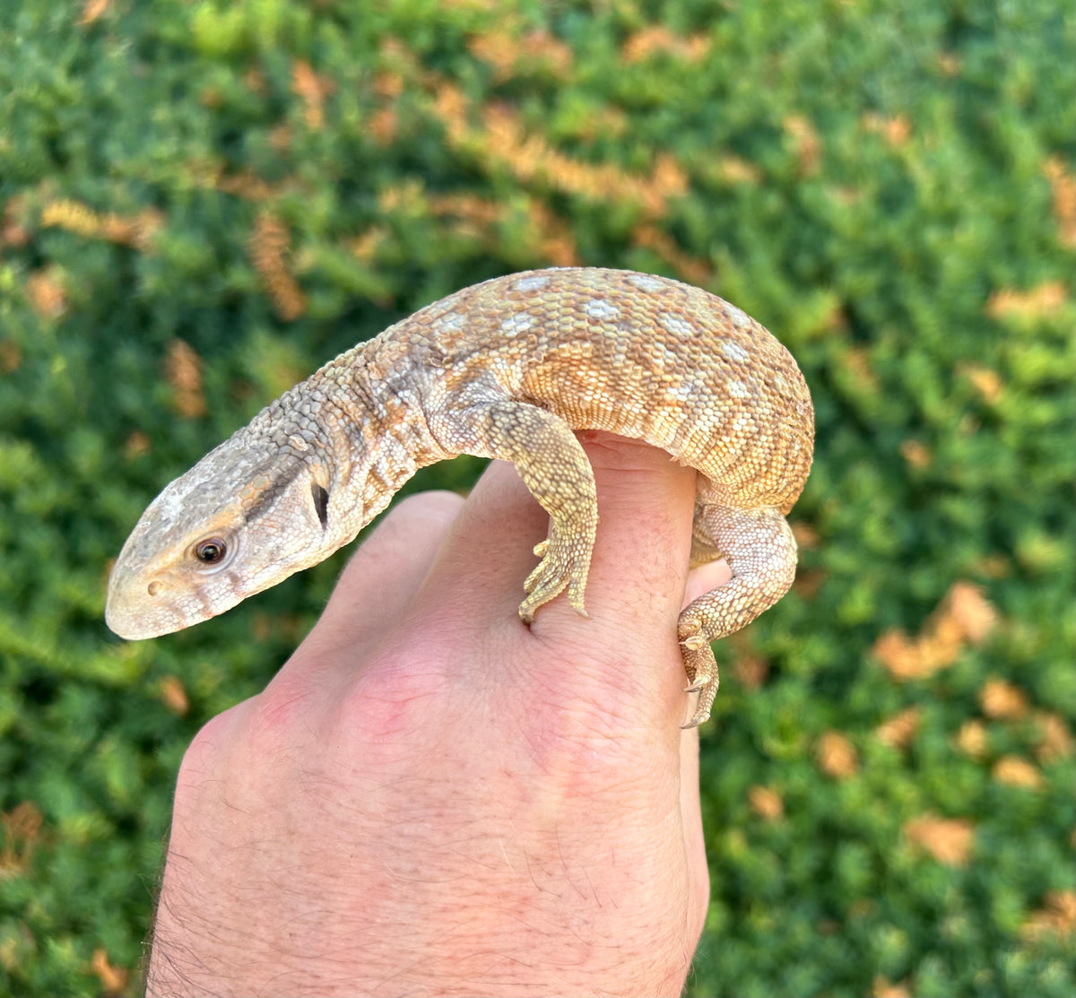 Small Pastel Savannah Monitor – Scales and Tails of Ohio