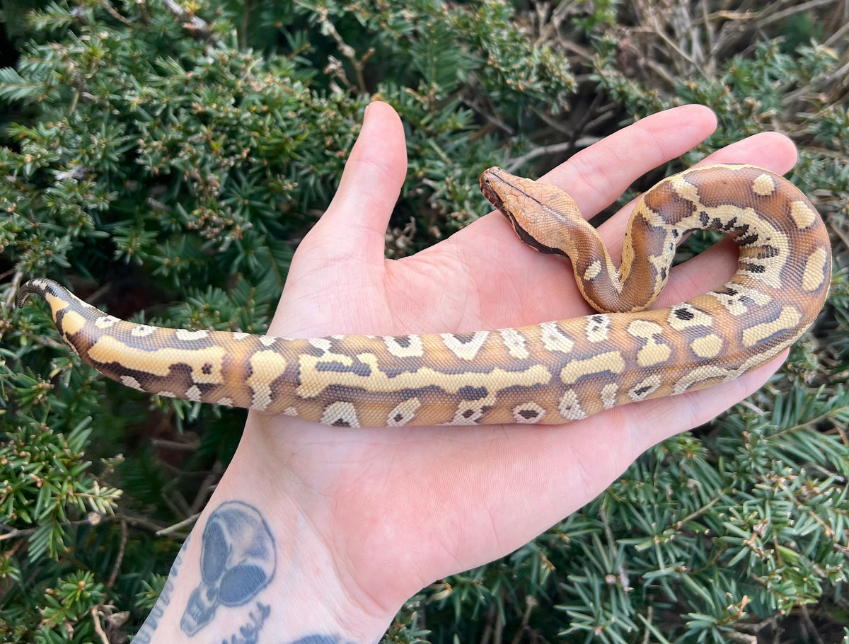 Baby Striped Blood Python (Male 1) – Scales and Tails of Ohio