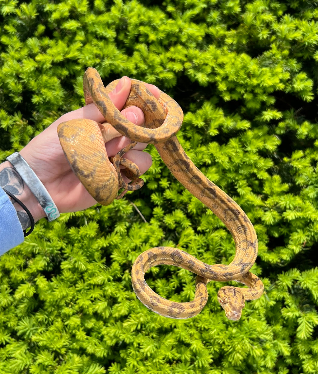 ‘Colored’ Amazon Tree Boa (Female) – Scales and Tails of Ohio