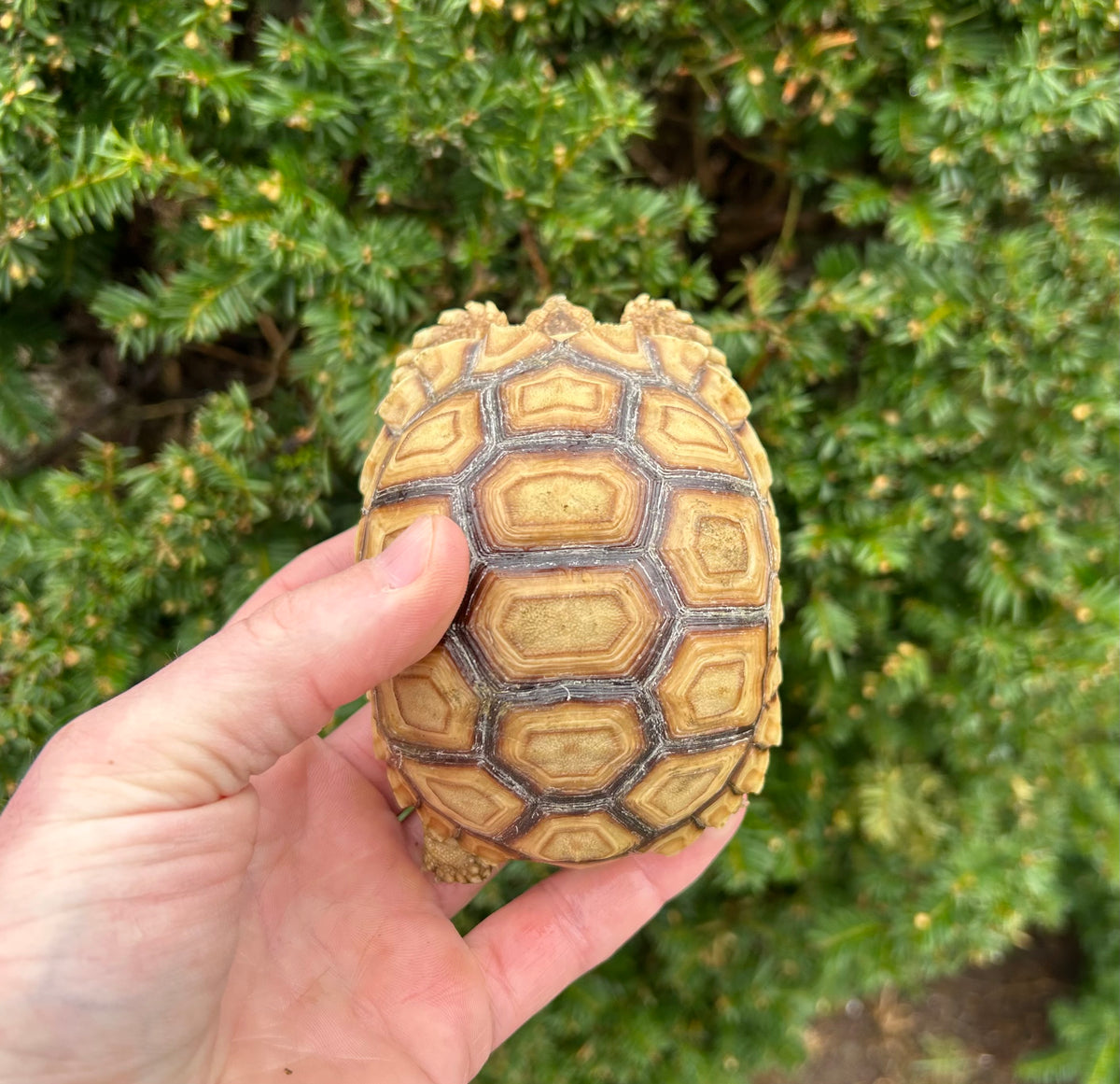 4”-5” Sulcata Tortoise (4) – Scales and Tails of Ohio