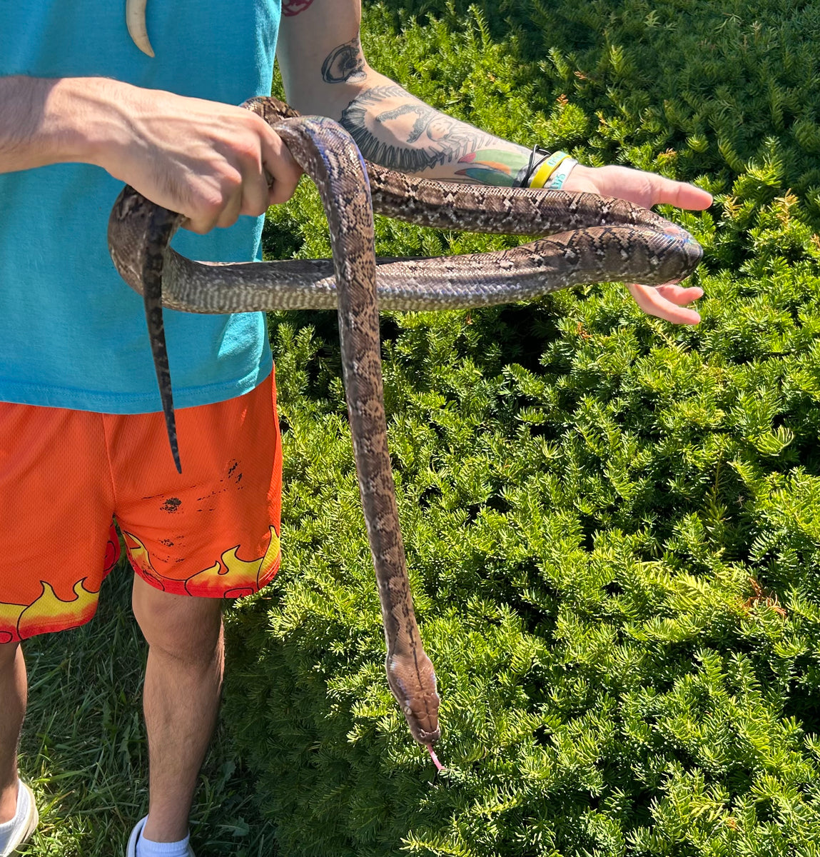 43% Kalatoa/7% Jampea Dwarf Reticulated Python (Female) – Scales and ...