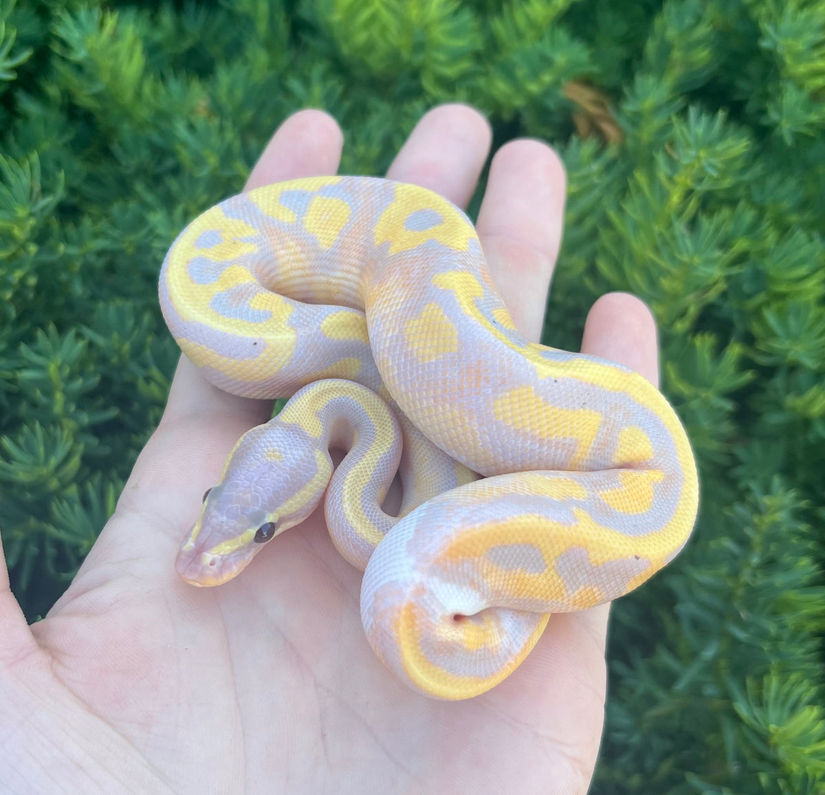 Baby Banana Pied Ball Python (Male 2) – Scales and Tails of Ohio