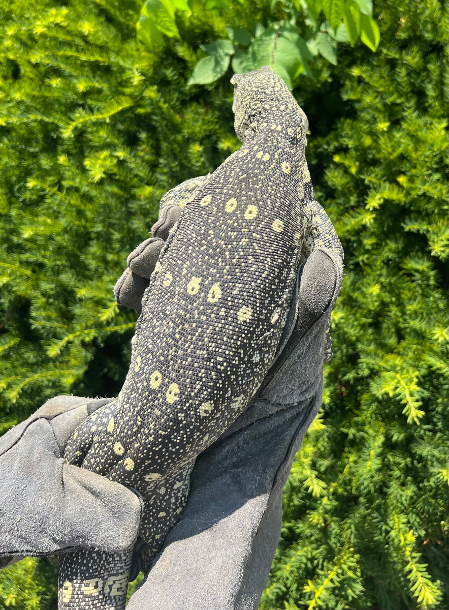 3’ Ornate Nile Monitor – Scales and Tails of Ohio