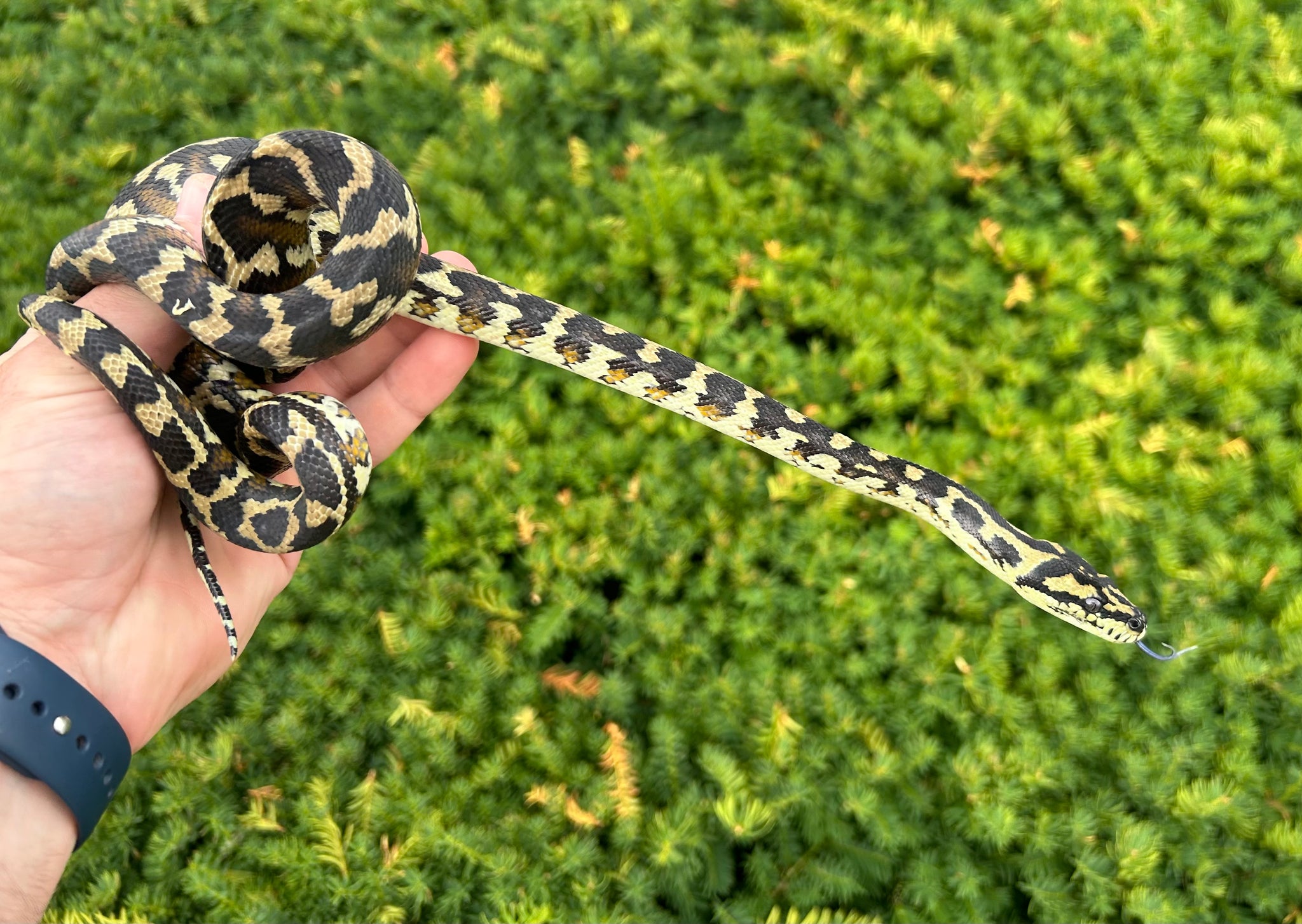 Pythons – Scales and Tails of Ohio
