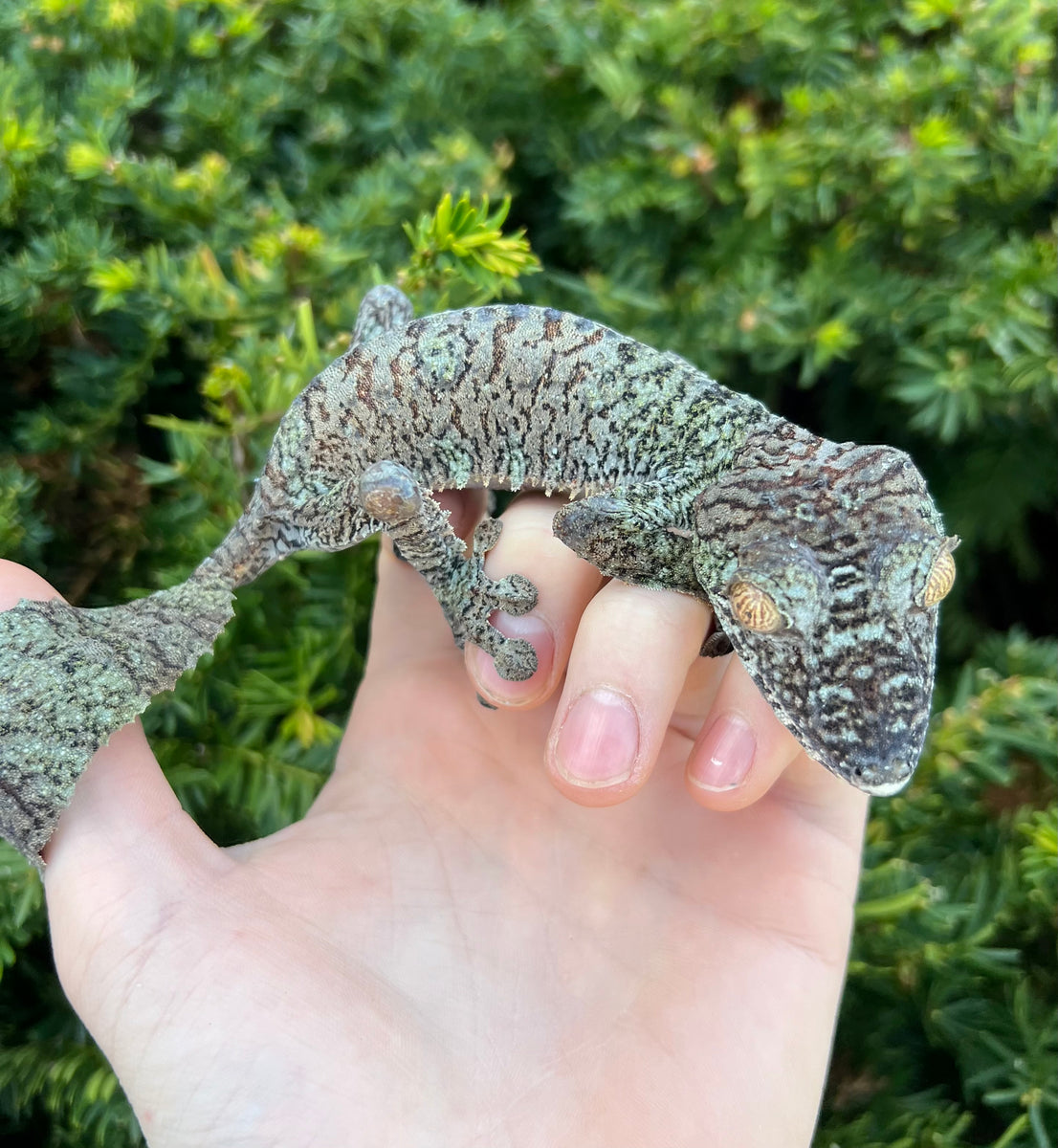 Adult Giant Leaf-tailed Gecko (Female 1) – Scales and Tails of Ohio