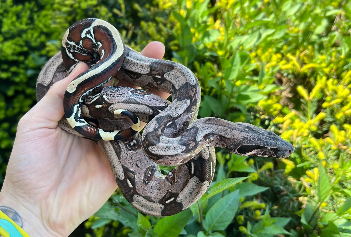 Small Striped-Tail Guyana Boa (Female 2) – Scales and Tails of Ohio