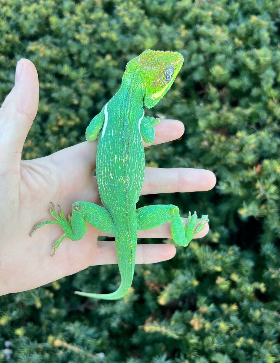 Adult Knight Anole (1) – Scales and Tails of Ohio