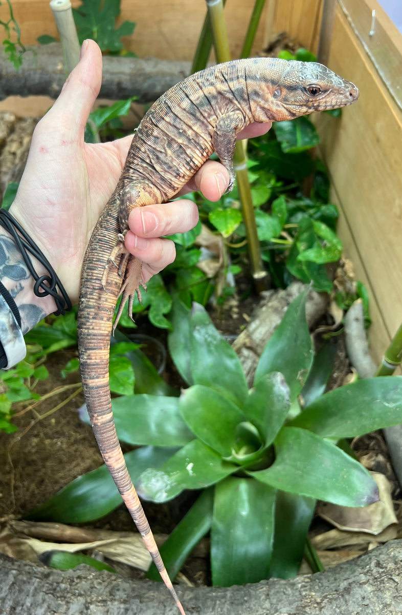 Small Red Tegu (2) – Scales and Tails of Ohio