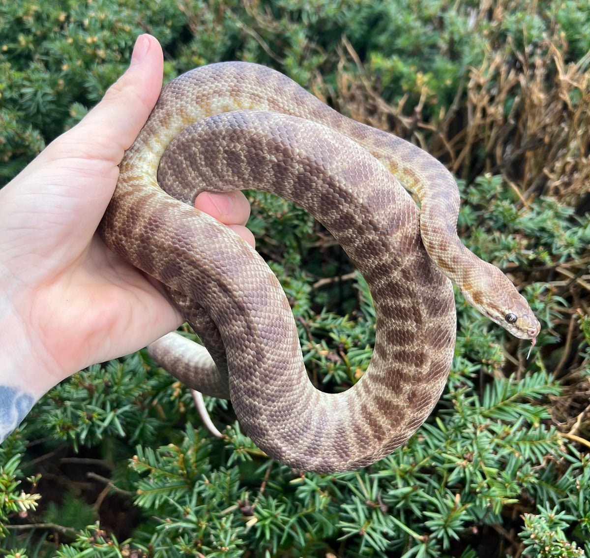 Adult Children’s Python (Male) – Scales and Tails of Ohio