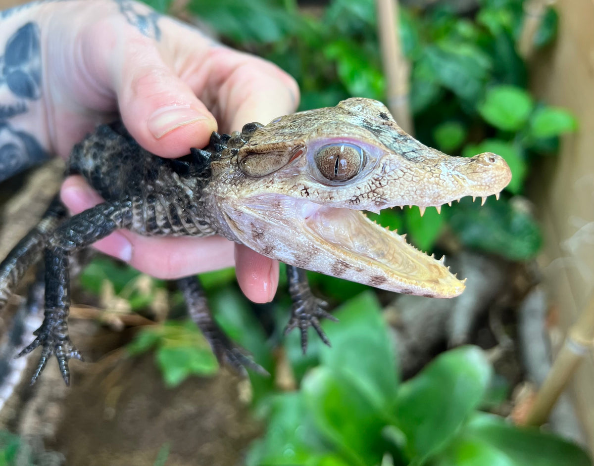 Baby ‘Blonde-Phase’ Cuvier's Dwarf Caiman – Scales and Tails of Ohio