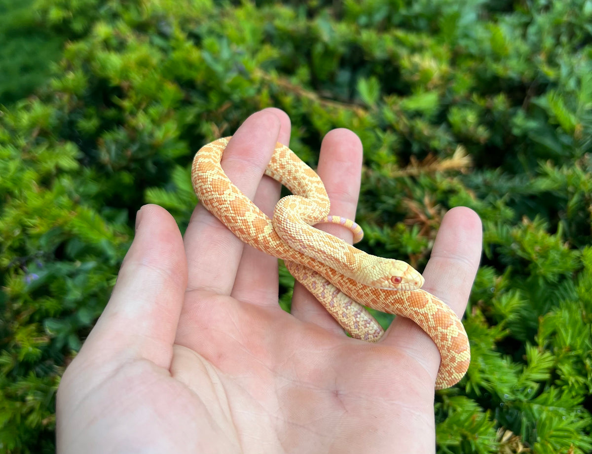 SATOO Reptiles, Amphibians, Invertebrates and Aquatics – Scales and ...