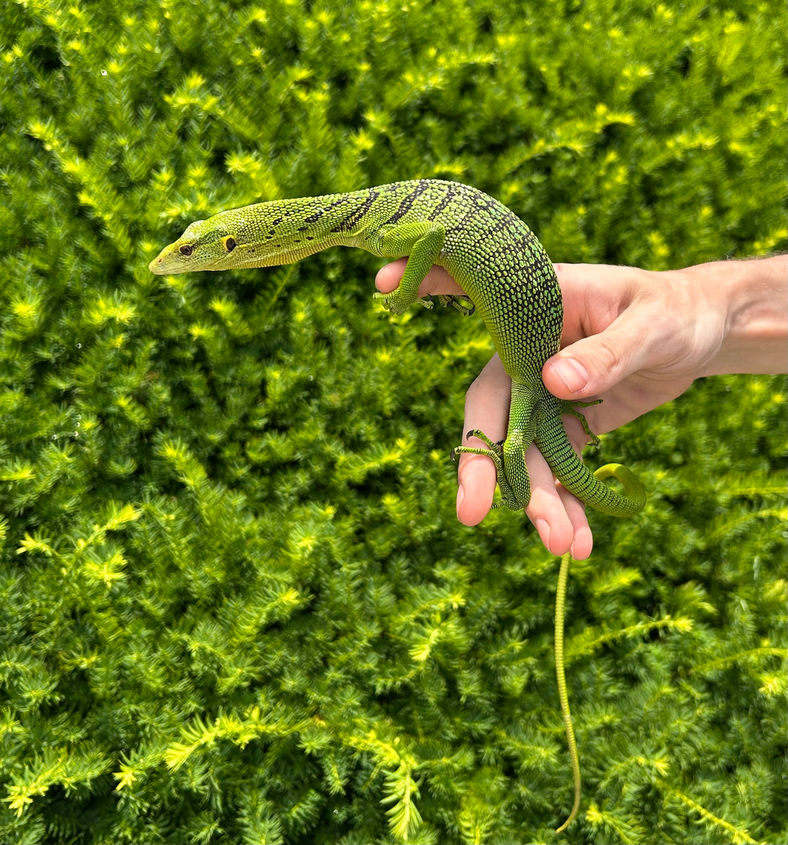 Sub-Adult Green Tree Monitor (Female 1) – Scales and Tails of Ohio